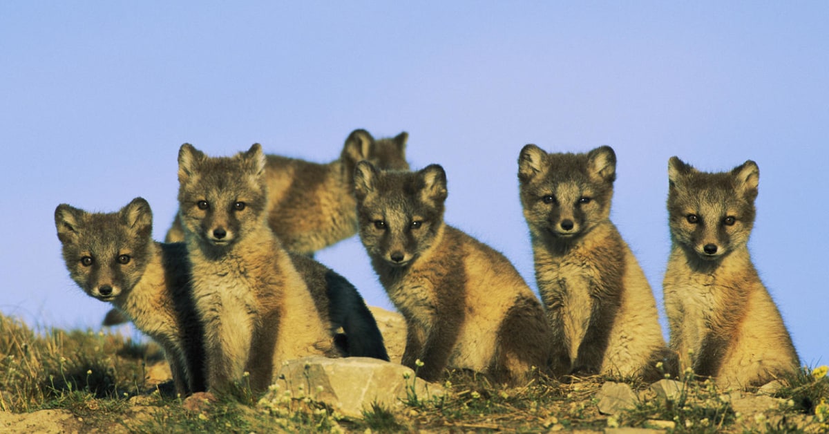 Stream Nature's Great Events Series & Episodes | Watch on U