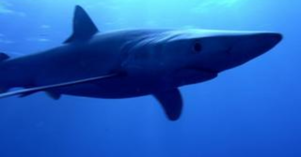 Stream Blue Planet Series 1 Episode 6 | Watch on U