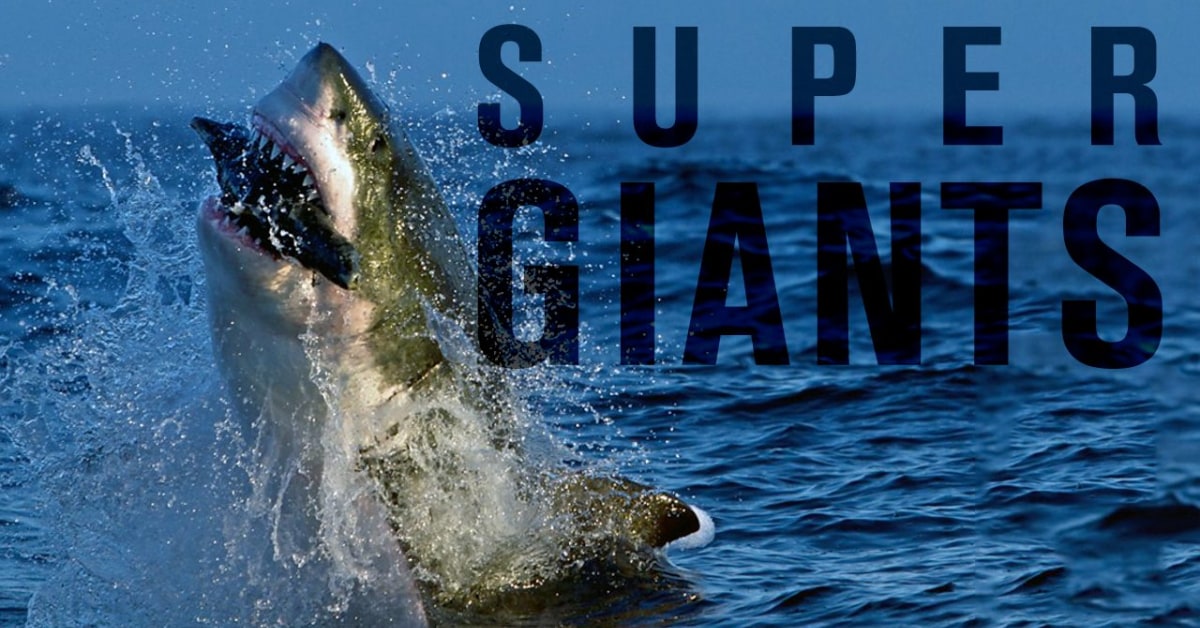 Stream Supergiants Series & Episodes | Watch on U