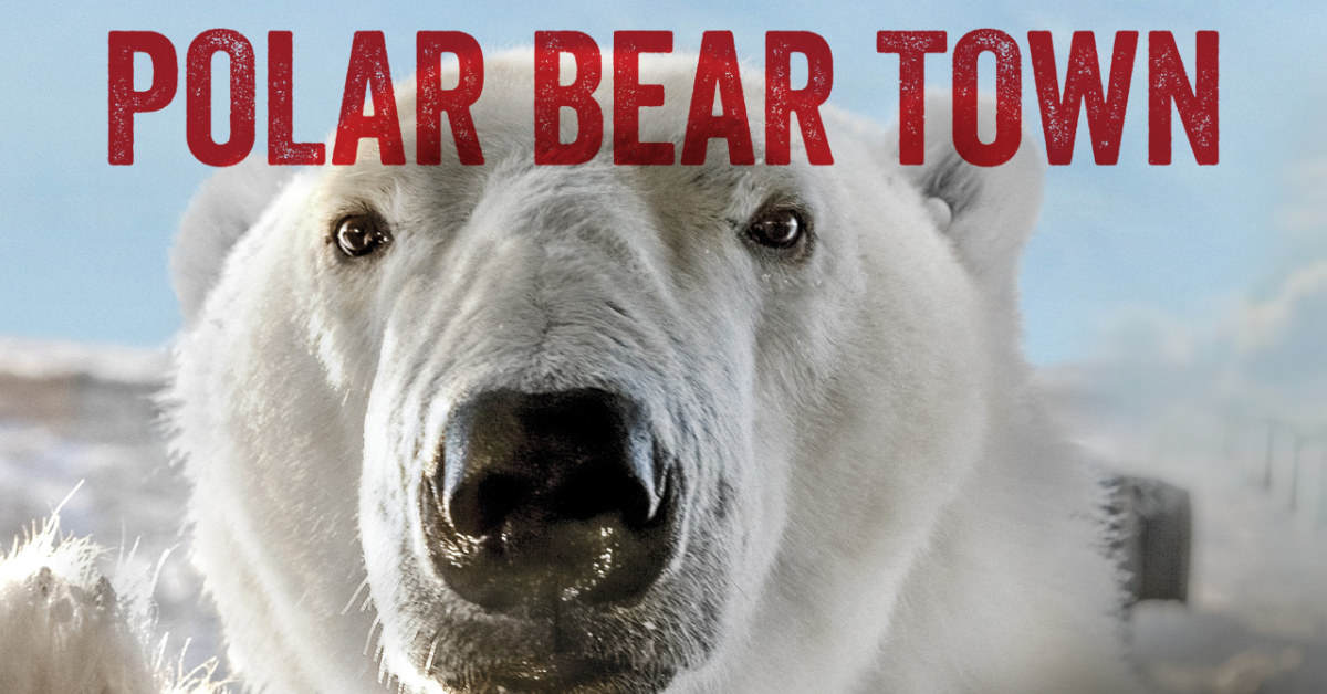 Stream Polar Bear Town Series & Episodes | Watch on U