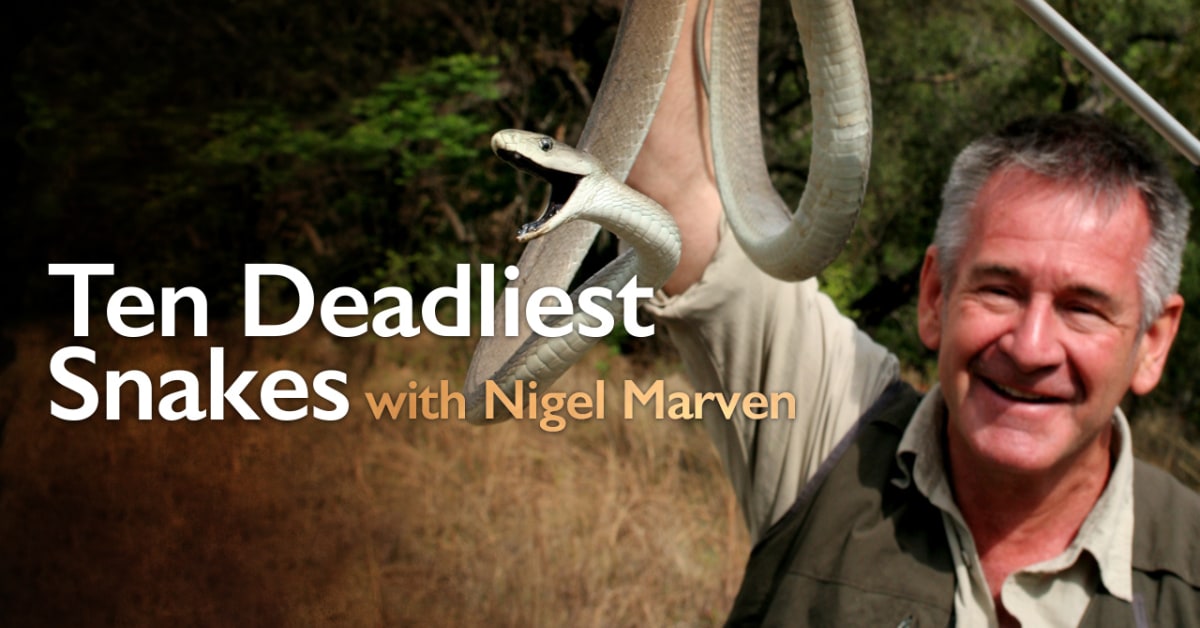 Stream Ten Deadliest Snakes with Nigel Marven Series & Episodes | Watch ...