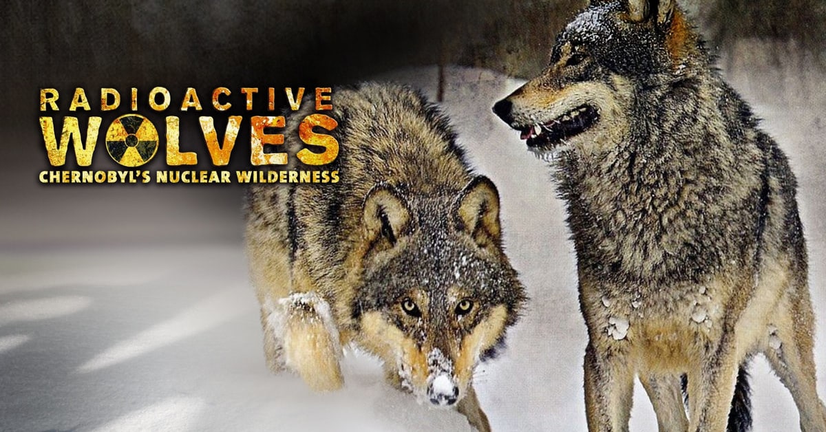 Stream Radioactive Wolves Series & Episodes | Watch on U