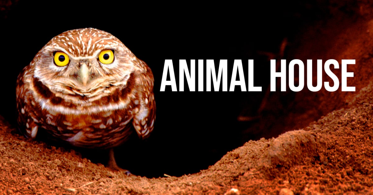 Stream Animal House Series & Episodes | Watch on U