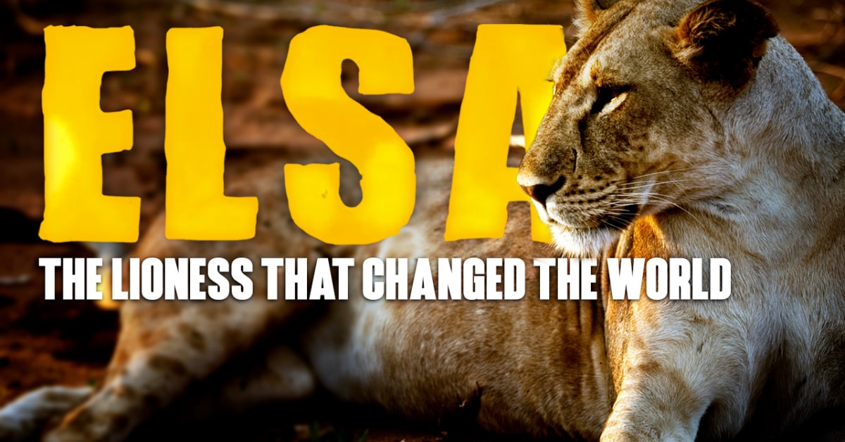 Stream Elsa - The Lioness That Changed The World Series & Episodes ...