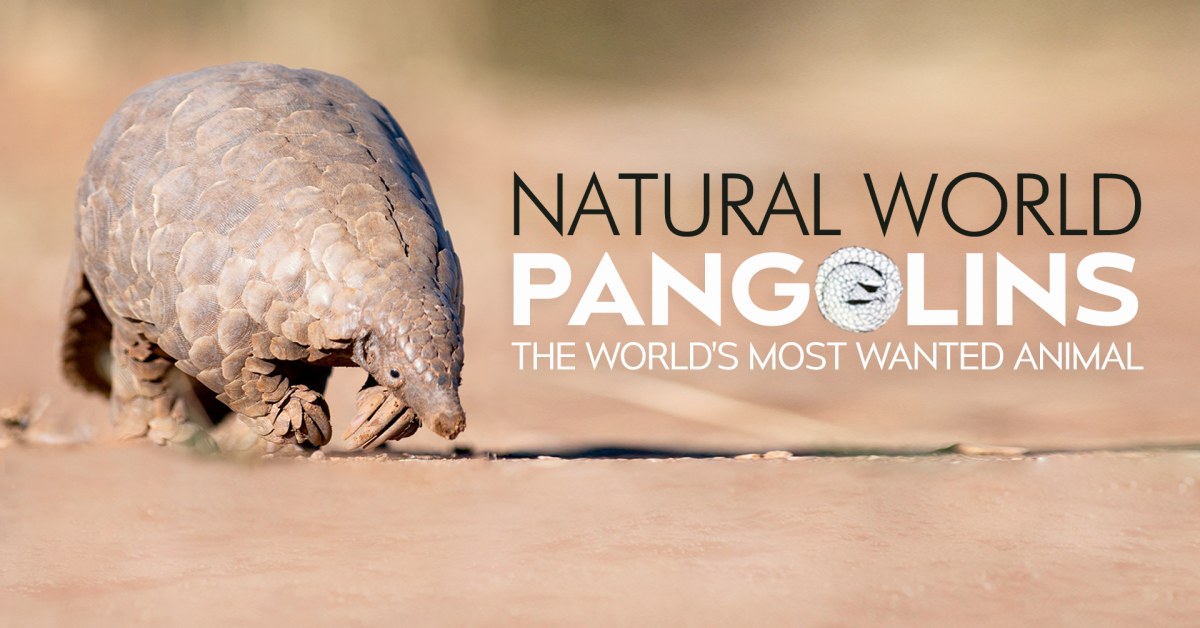 Stream Natural World: Pangolins - The World's Most Wanted Animal Series ...