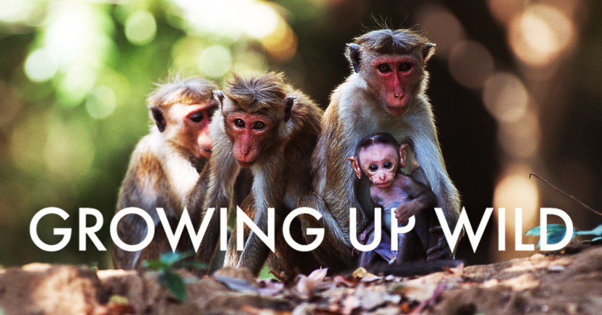 Stream Growing Up Wild Series & Episodes | Watch on U