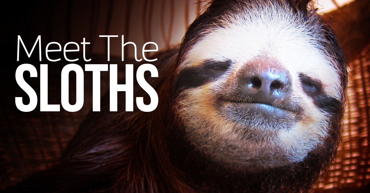 Stream Meet The Sloths Series & Episodes | Watch on U