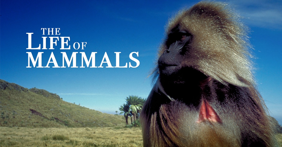 Stream The Life of Mammals Series & Episodes | Watch on U