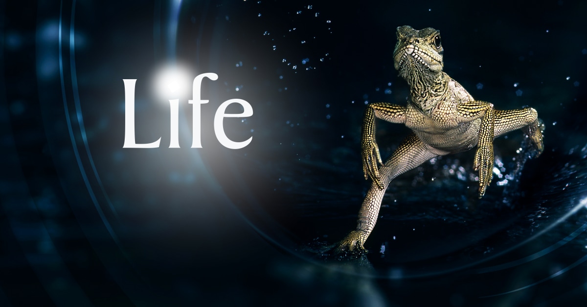 Stream Life Series & Episodes | Watch on U