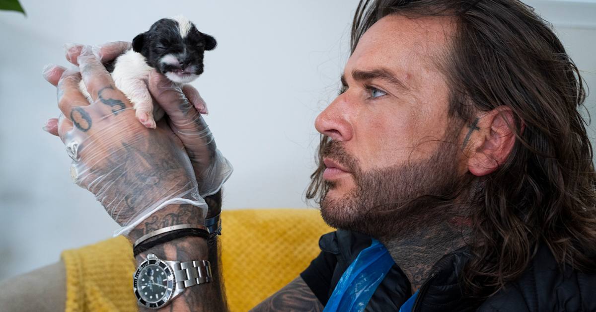 Stream Pete Wicks: For Dogs' Sake Series 1 Episode 2 | Watch on U