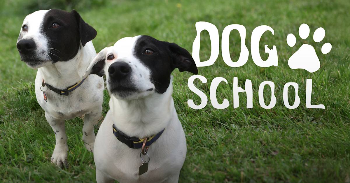 Stream Dog School Series & Episodes | Watch on U