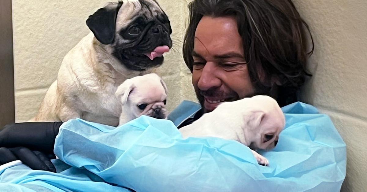 Stream Pete Wicks: For Dogs' Sake Series 3 Episode 1 | Watch on U