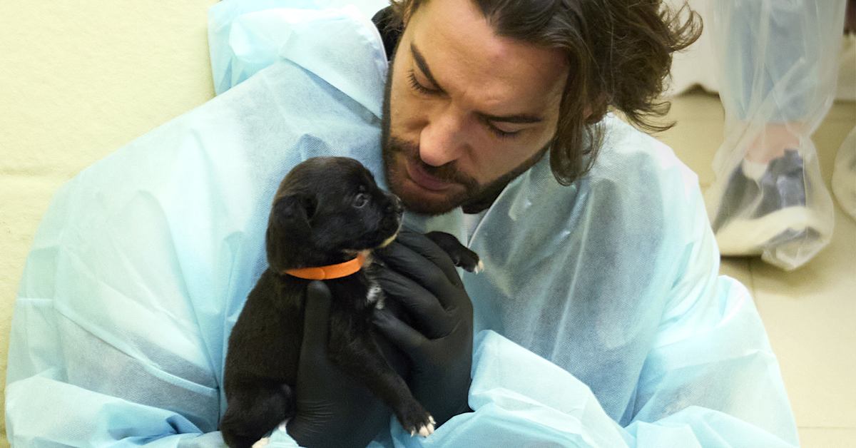 Stream Pete Wicks: For Dogs' Sake Series 3 Episode 3 | Watch on U